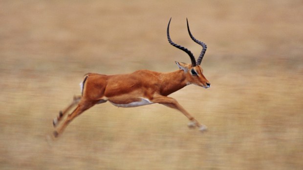 Looking for a stress antidote? Try Tremoring for tension and trauma release