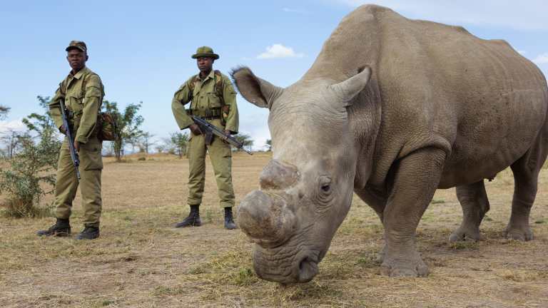 The rhino under armed guard: so many species leave us, before we even ...