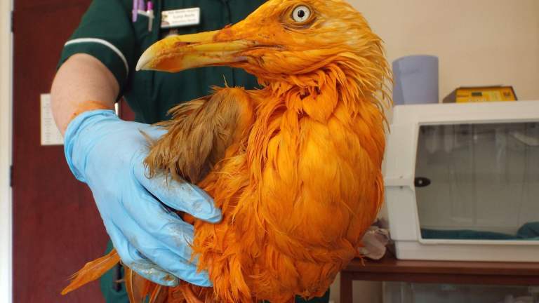 Seagull turns bright orange after getting soaked in chicken curry