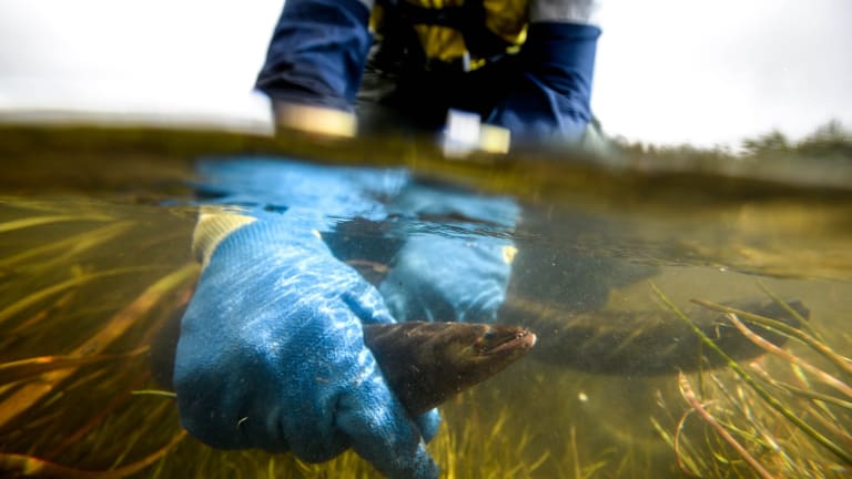 Taste of Summer: It's eel season for the Gunditjmara people in south ...