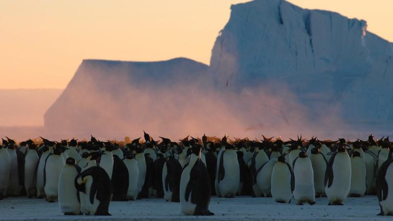 Only three lucky groups of emperor penguins survived the last ice age