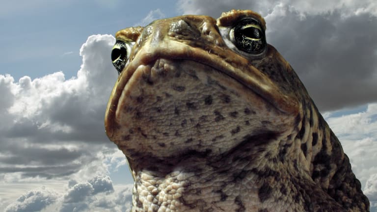 80 Facts to Mark 80 Years of Cane Toads