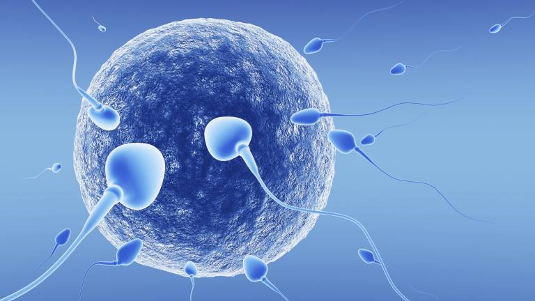 Scientists create human sperm in lab