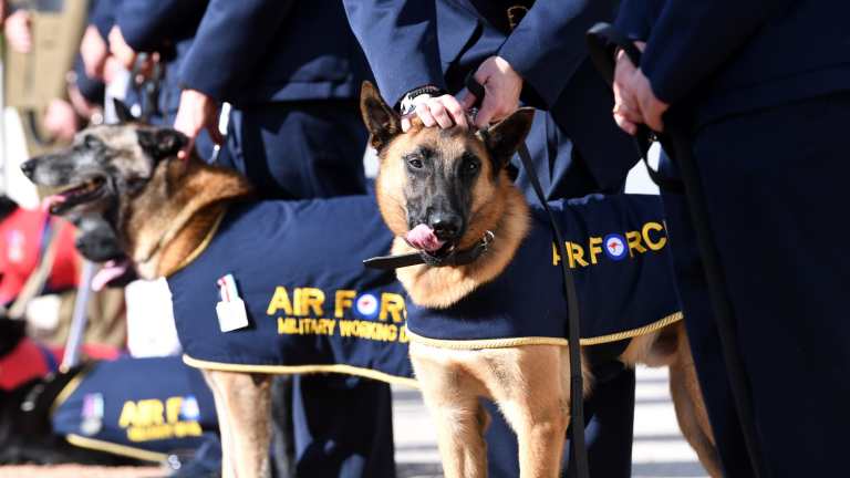 Military medals are for dogs. The new 'canine' award proves it