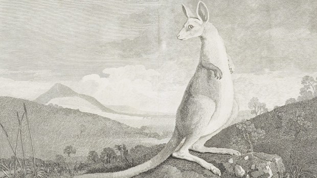 James Cook's 'kanguroo' print, the first ever of an Australian animal ...