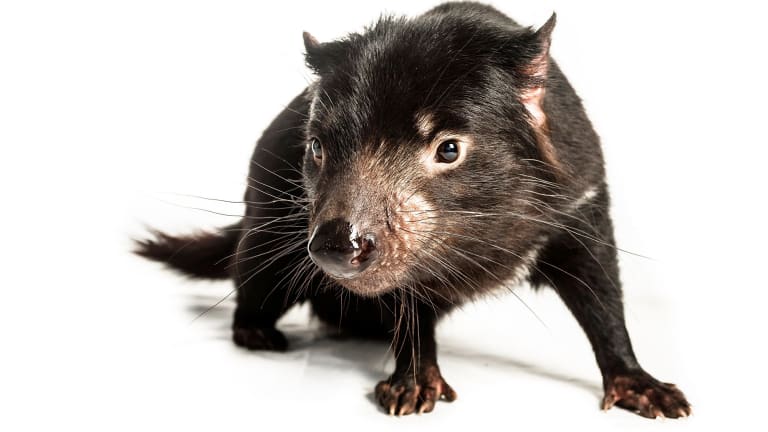 Bringing back the devil