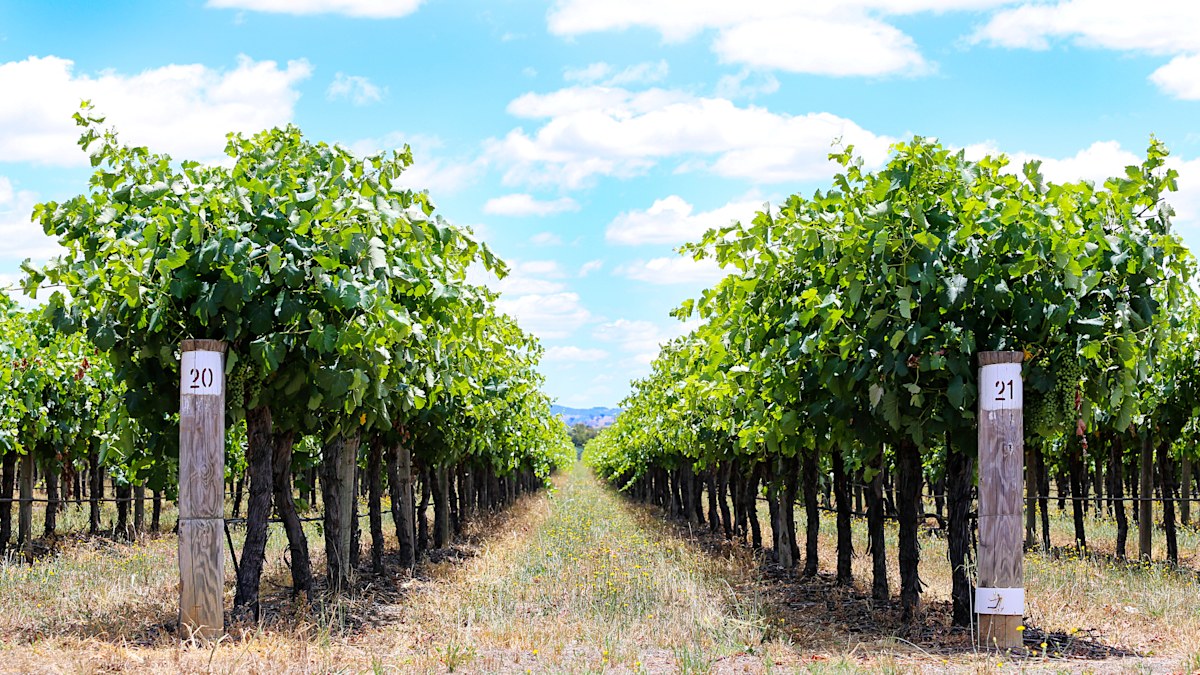 Winery fined for stealing 146 Olympic pools worth of water from ...