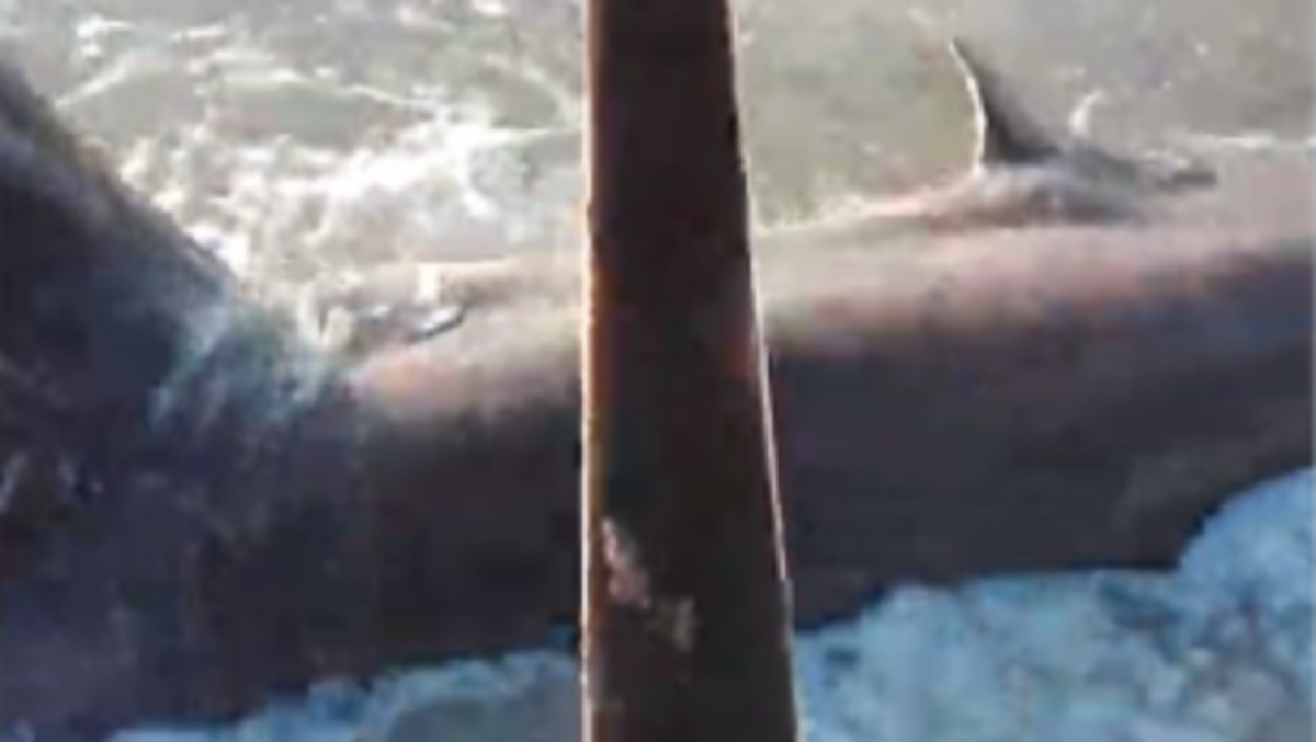 Swordfish vs shark: Deadly ocean battle an 'alarming signal' | Nine.com.au