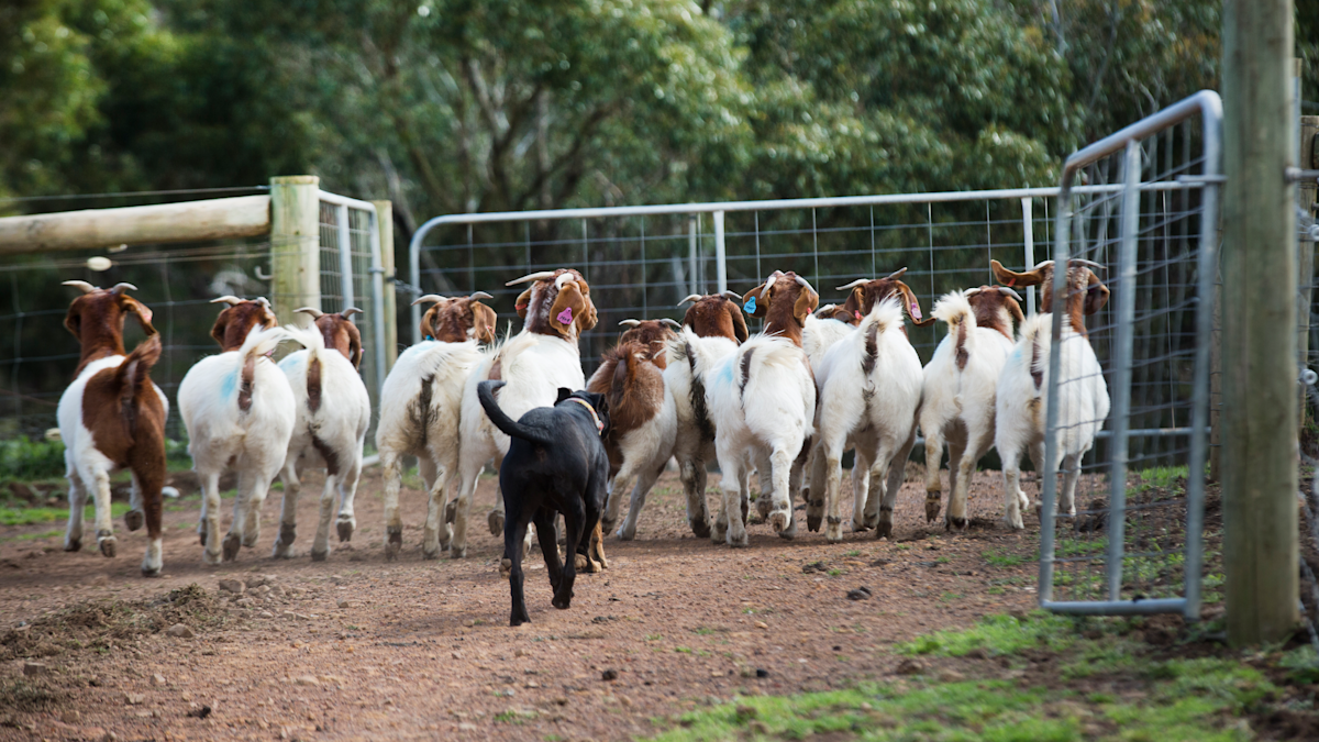 Australia's goat meat exports hit record highs as global demand surges ...
