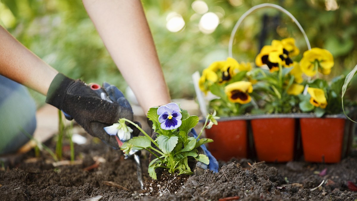 Flowers for winter: Five gorgeous flowers for adding colour to the ...
