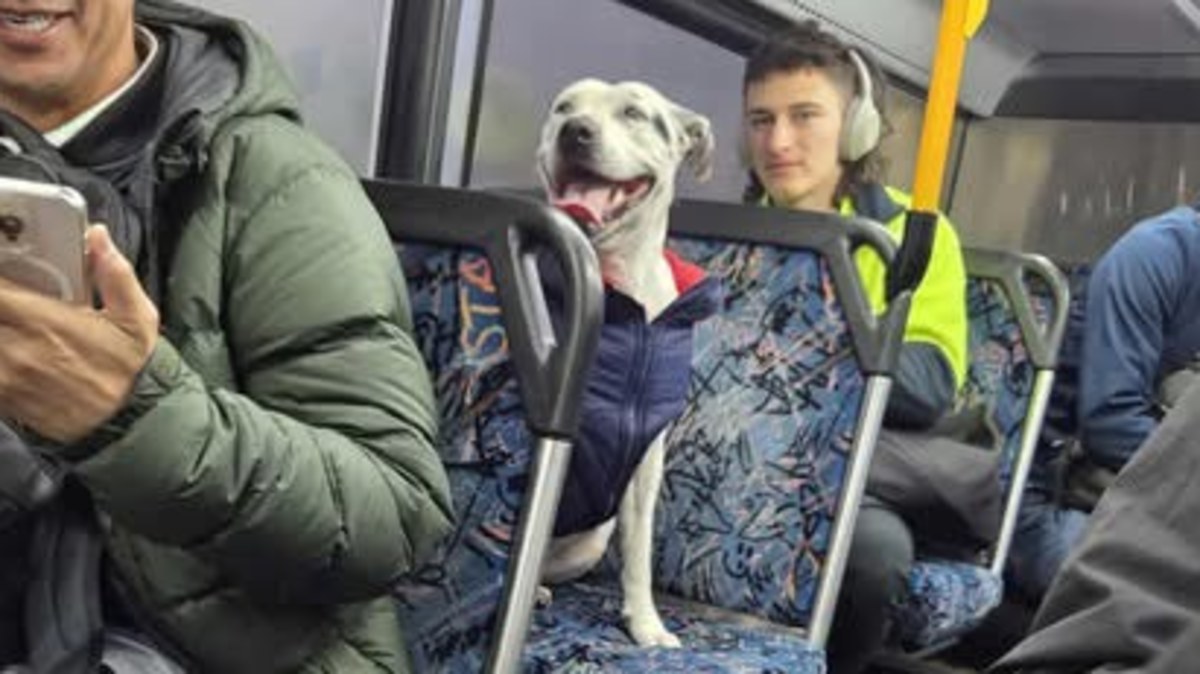 Missing dog: Hunt underway for dog Athena's owner after it hopped onto ...