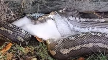Python caught on video 'eating the neighbours' cat'