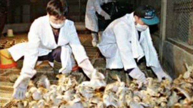 First case of bird flu strain H5N8 found in humans Russia says | Nine ...