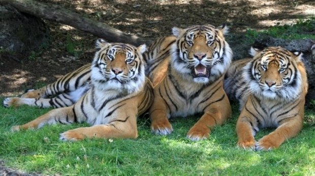 The tiger mum was not all growl, and the kids prove it