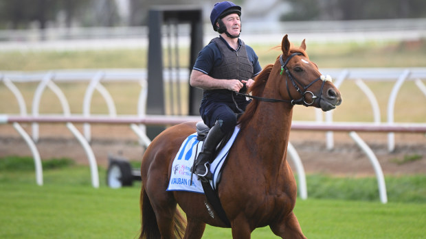 Melbourne Cup 2024 horses, form guide: Simon O'Donnell form guide, field, tips and odds ...