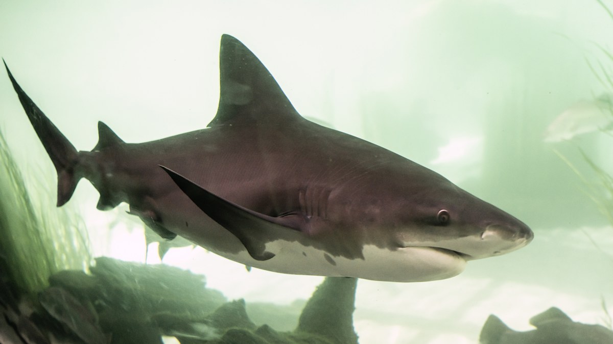 Shark attacks Sydney: Why are bull sharks dangerous in current ...