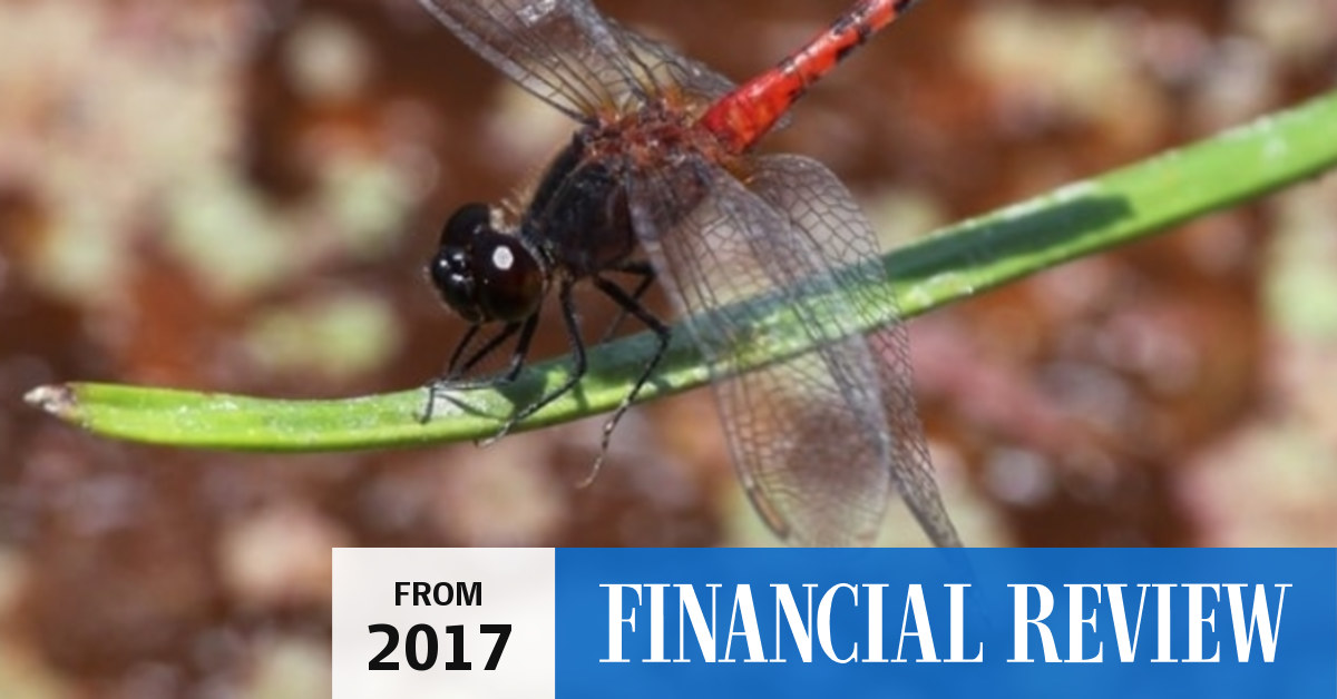 University of Adelaide test dragonfly neuron for artificial vision ...