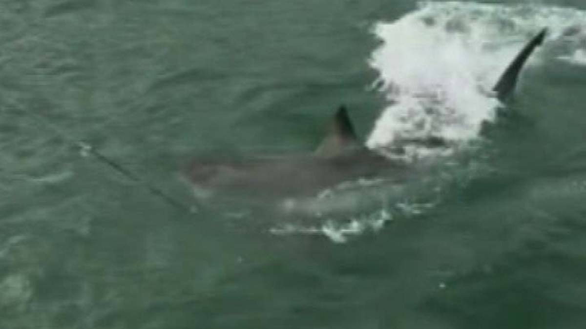 Adelaide news: Great white shark gives fishermen a fright off Semaphore ...