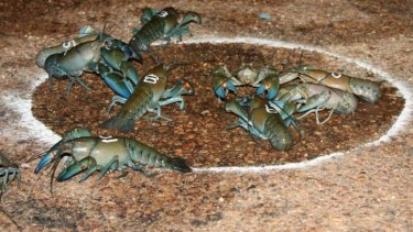 Yabby races off and scuttling in Queensland town Windorah