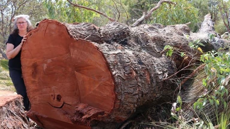 Mystery surrounds the cutting down of 500-year-old jarrah tree in Perth ...