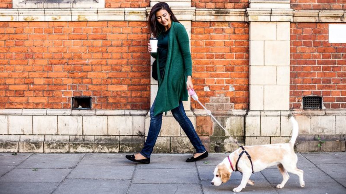 Dog owners face $200 fine for not carrying poo bags | Nine.com.au