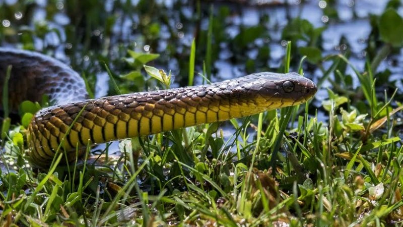 Amazing images of a tiger snake swimming and being swooped by a bird