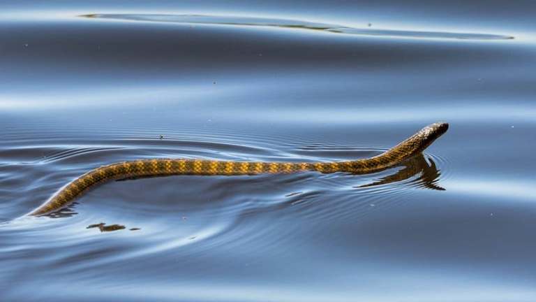 Amazing images of a tiger snake swimming and being swooped by a bird