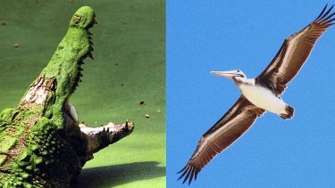 When it comes to DNA, crocodiles and birds flock together