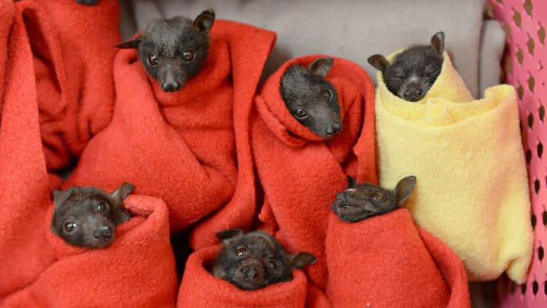 Baby flying foxes treated at Australia Zoo Wildlife Hospital