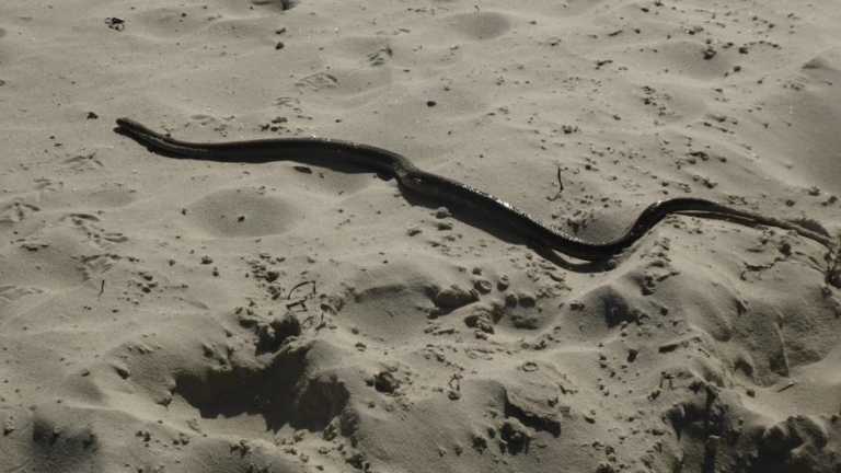 Hungry snakes take to Forster's beaches