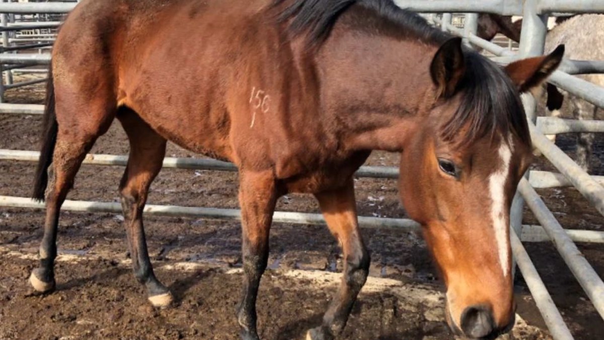 Horseracing: Racehorses slaughtered mistreated in ABC investigation ...