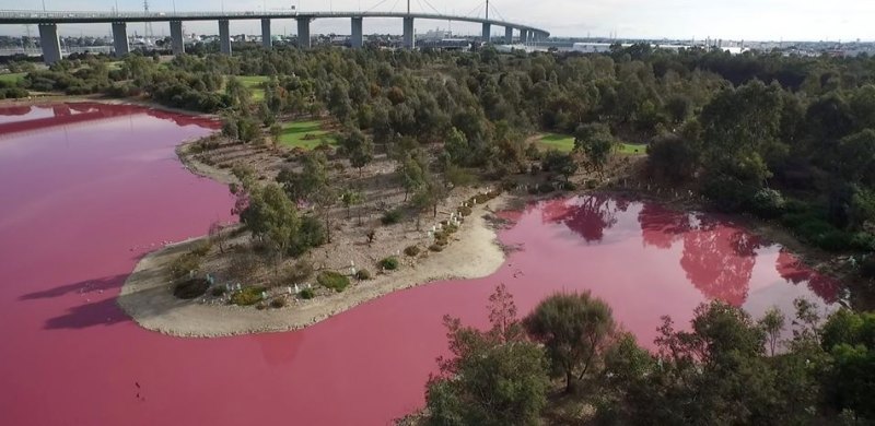 Melbourne's Westgate Park lake turns bright pink