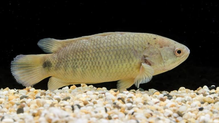 'Walking' fish could reach Australia