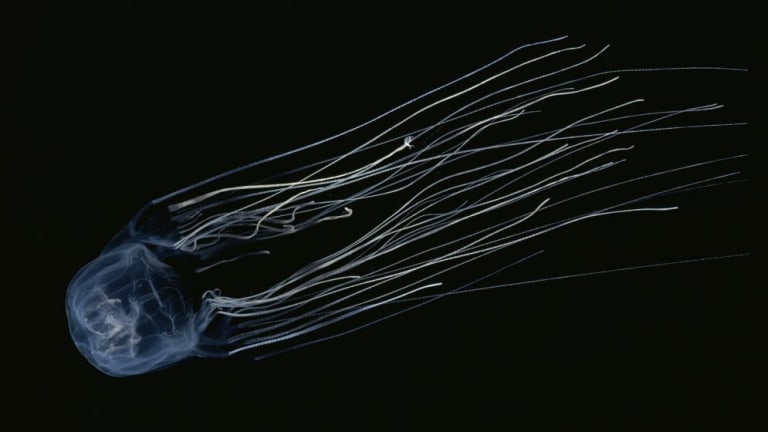 Queensland jellyfish: How to treat marine stings