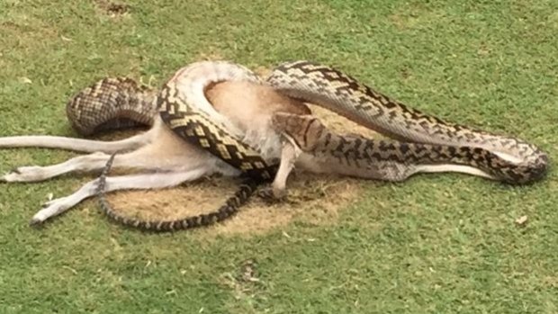 Python swallows wallaby on tropical north Queensland golf course