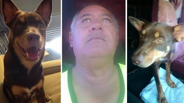 Real life Red Dog: Pilbara kelpie hitchhikes 1400km to Perth to find owner