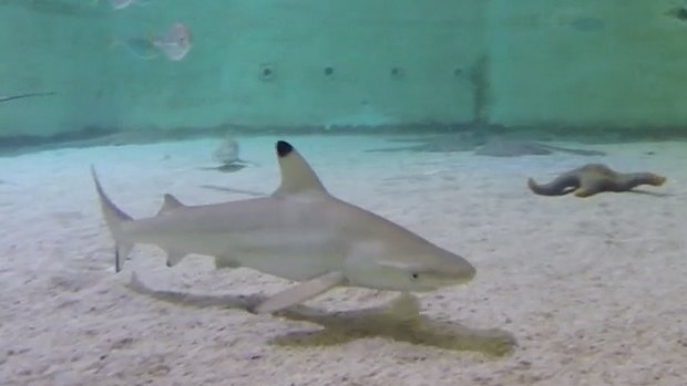 Newborn sharks spark naming competition