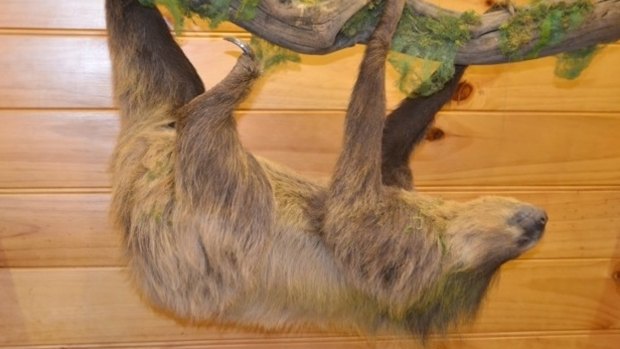 Wolverine, bison, sloth to be sold at Ipswich taxidermy auction
