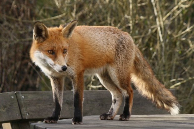 Caught! One of the last remaining foxes on Phillip Island caught on camera