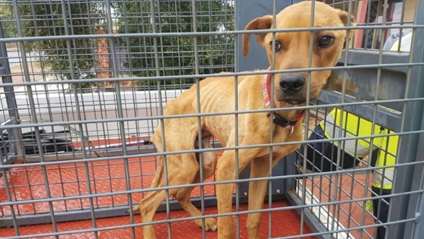 RSPCA reveals Perth's animal cruelty hotspots
