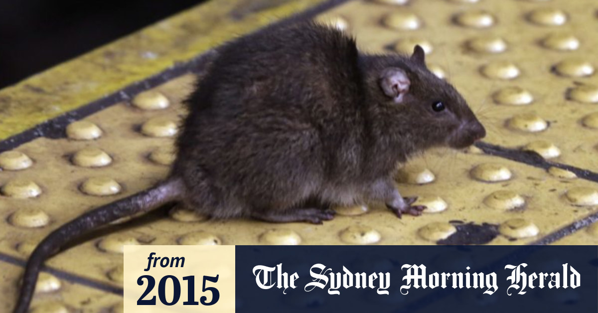 New York City's rat app spurs surge of sighting reports