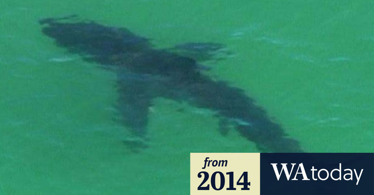 Shark continues to elude drum lines