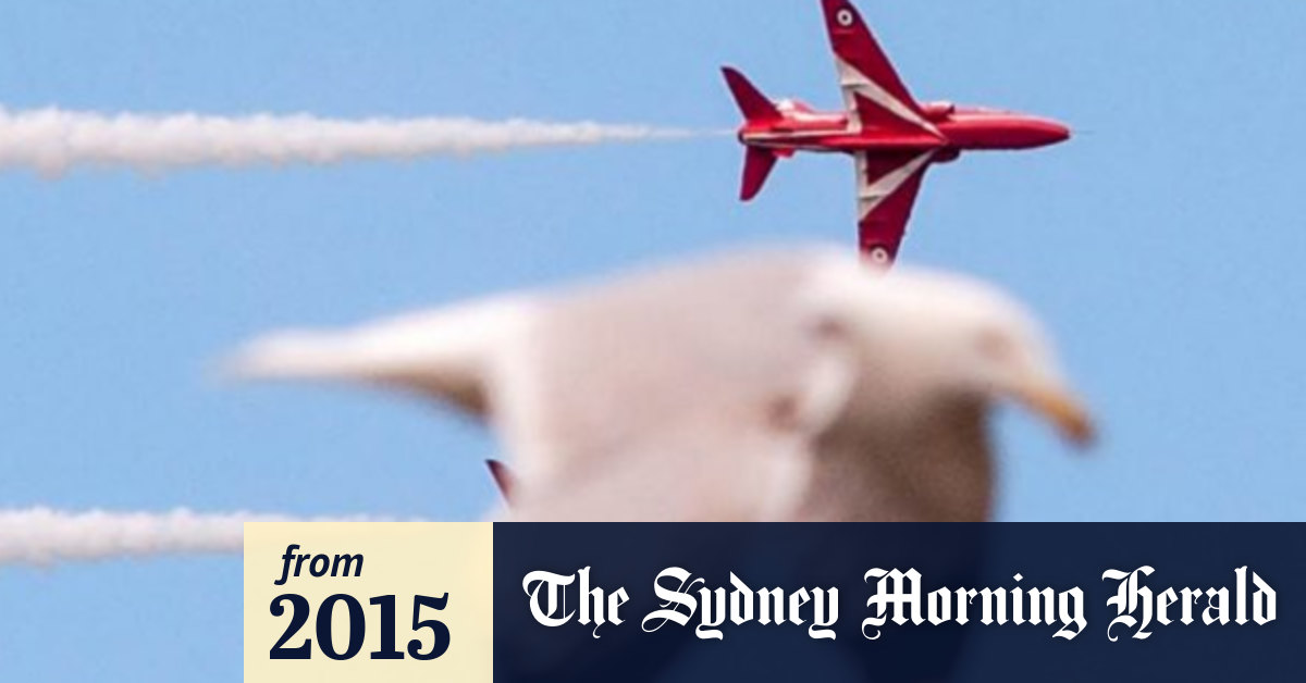 'Photobombing' seagull 'flies in formation' with Red Arrows