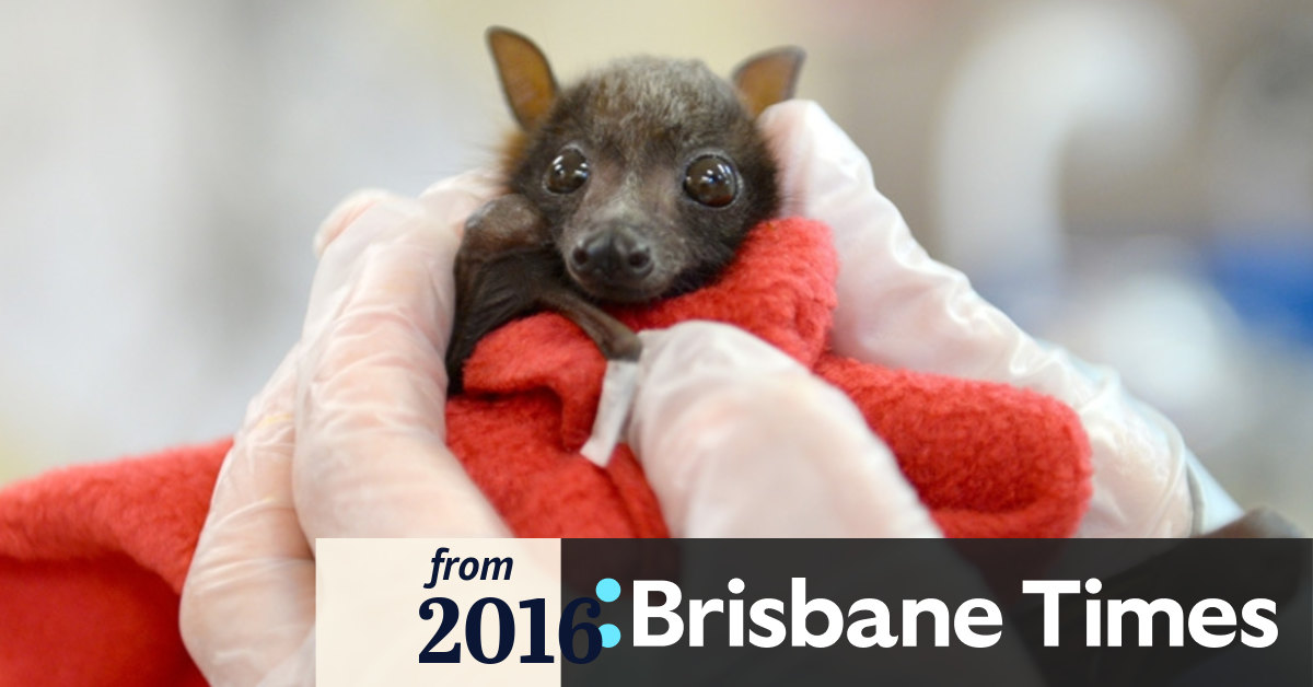 Baby flying foxes treated at Australia Zoo Wildlife Hospital