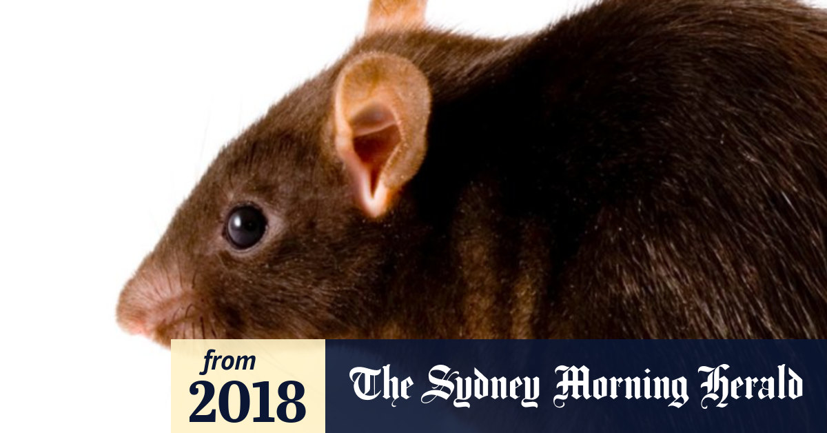 Rats were framed for the Black Plague