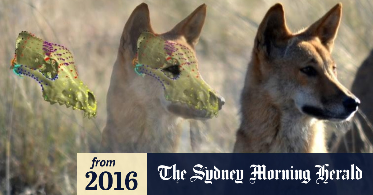 Dominant dingoes keep their bite despite cross-breeding