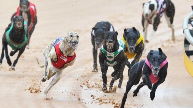 Racing and Wagering WA's zero tolerance on live baiting in greyhounds