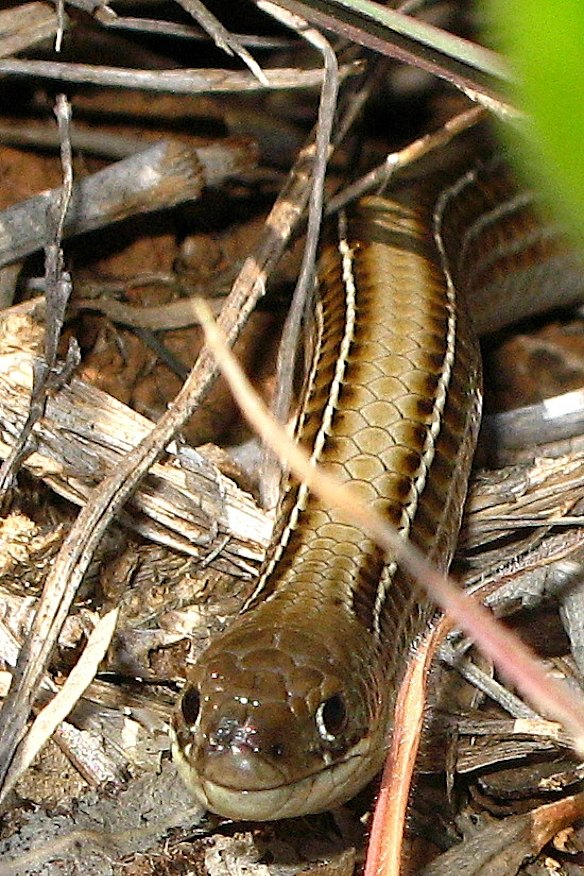 Endangered (and legless) lizard facing bulldozers on Melbourne's fringe