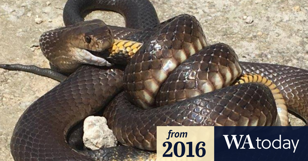 Clash of the titans: Dugite devours tiger snake in South West