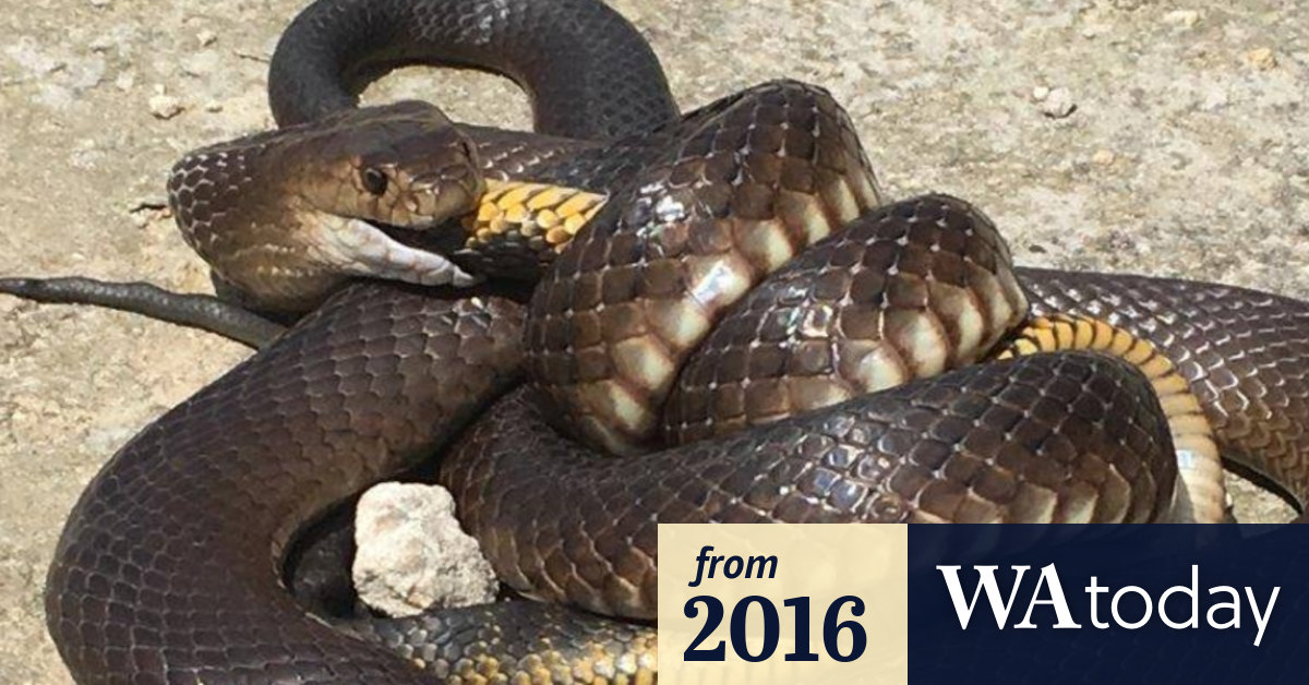 Clash of the titans: Dugite devours tiger snake in South West